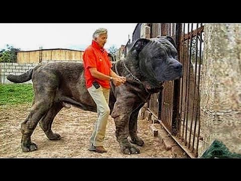 10 Of The Largest Dogs In The World