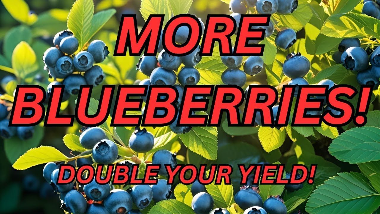 How to Get More Blueberries 🍇 | Boost Yield, Revive Sick Bushes & Grow Healthier Plants!