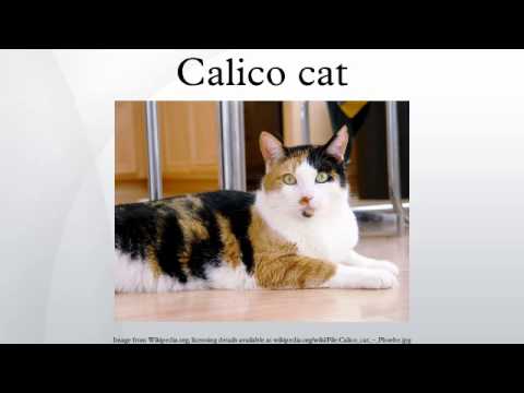 Calico cat