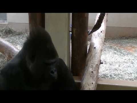 Baby Gorilla And Dad Keeping Eye Out For Trouble Maker