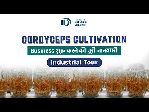 How to Start Cordyceps Cultivation Business | Industrial Tour
