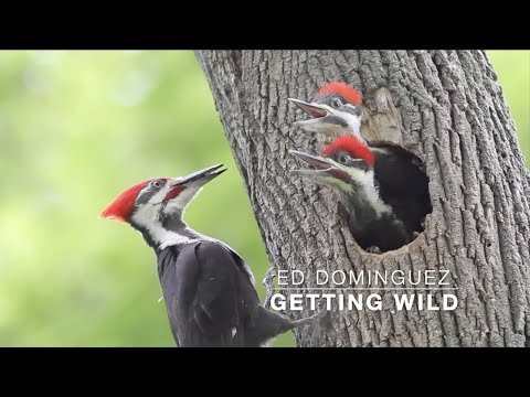 Meet the Pileated Woodpecker