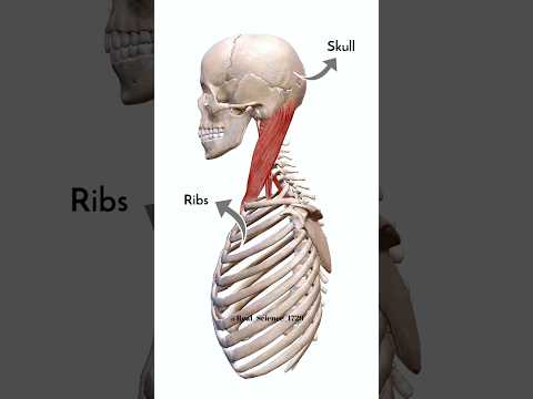 Pivot Joint Between Atlas & Axis #shorts #medical #realscience #biology #animation