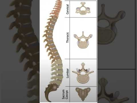Human Vertebral Column Structure and Classification