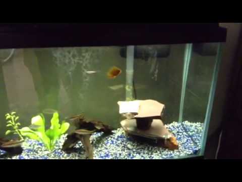 Roseline Shark, severum, bolivian ram, Peacock cichlid, kadango, blue gourami, getaway cycle center
