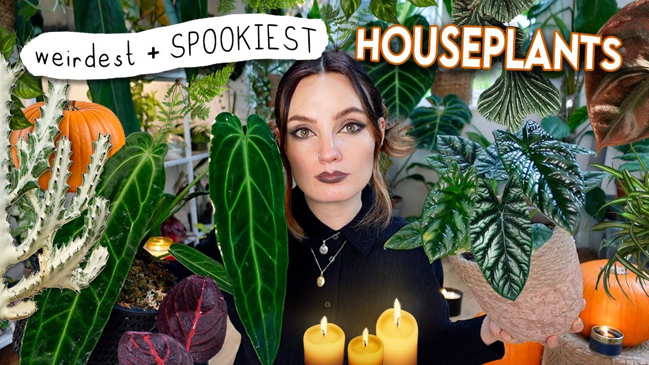 Top 10 Hauntingly Beautiful + Unusual Houseplants 🎃🌱