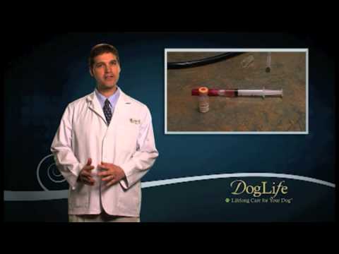 Senior Dog Vaccinations