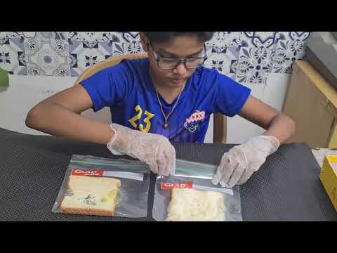 BREAD MOULD SCIENCE EXPERIMENT | How to grow mold | Bread mold experiment
