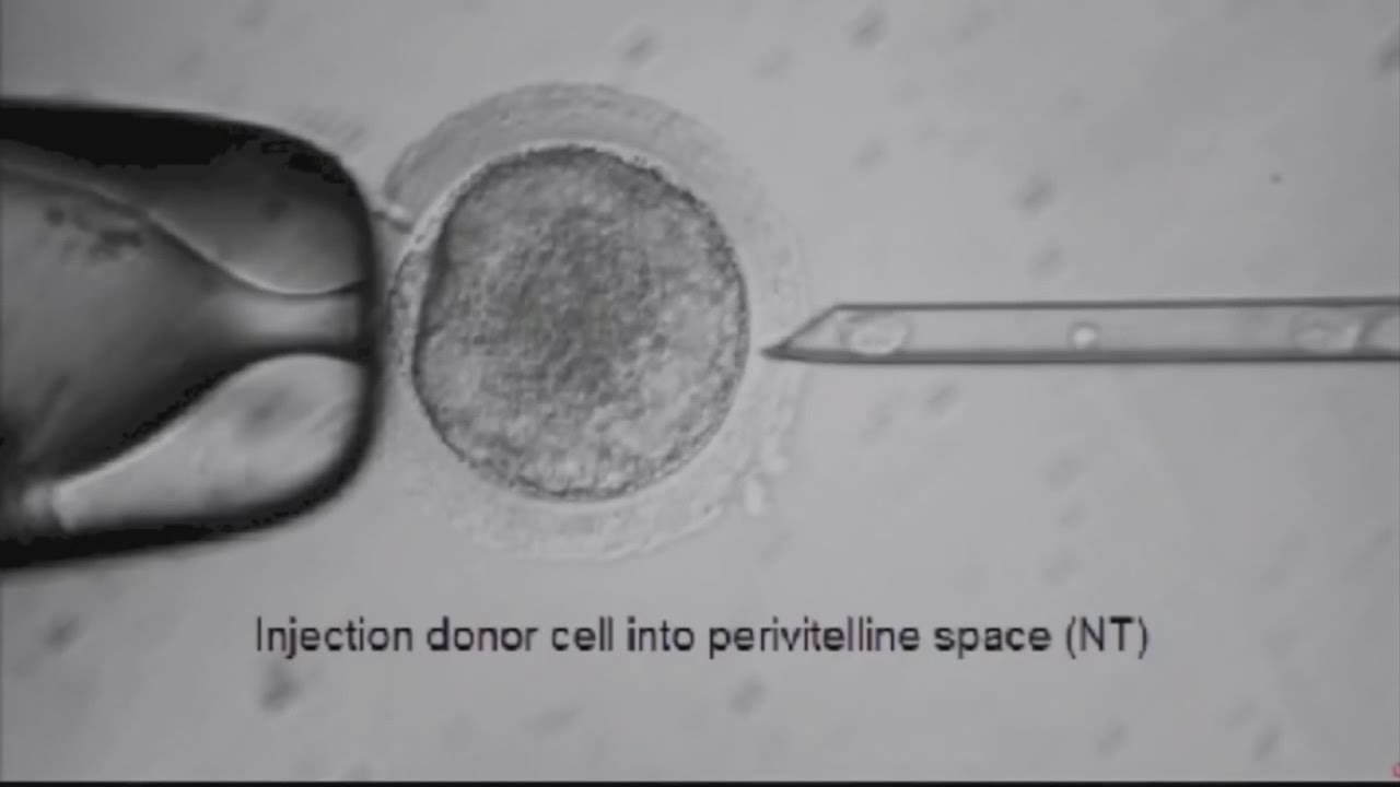 OHSU researchers repair disease-causing gene in embryos