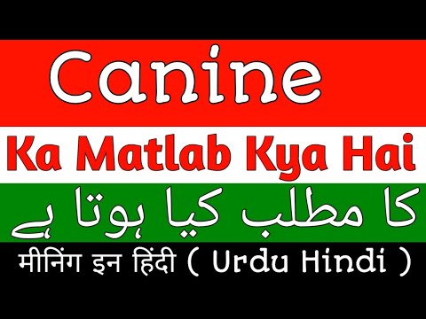 Canine Meaning | Canine Meaning In Urdu Hindi | Canine Ka Matlab Kya Hota Hai | Canine Ka Meaning Ky