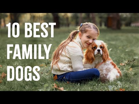 TOP 10 Best Dog Breeds for Families With Kids