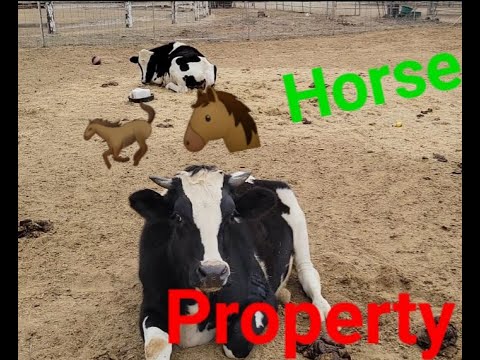 🤠🤠🤠 WANT TO BUY A MINI RANCH? Look NO Further! 🐄🐄🐄