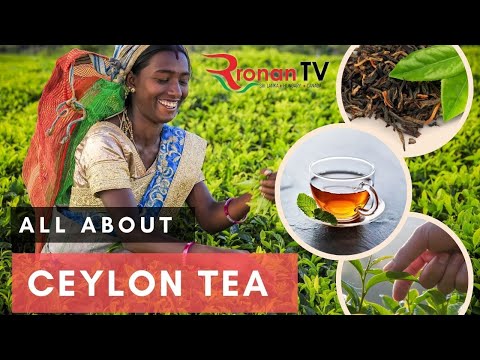 Discover the Ceylon Tea: The Ultimate Authentic and Wellness Tea Collection
