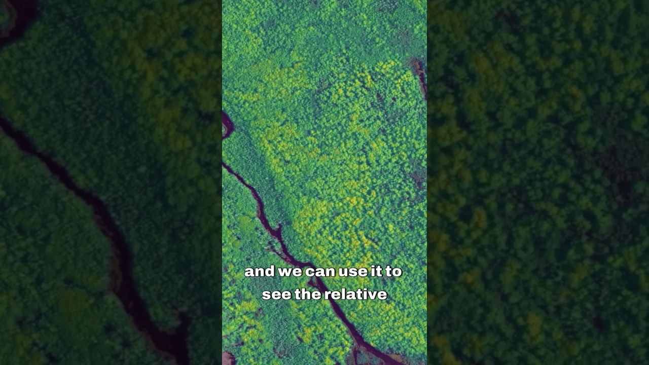 The LiDAR Canopy Height Model  #forestry  #silviculture #forester