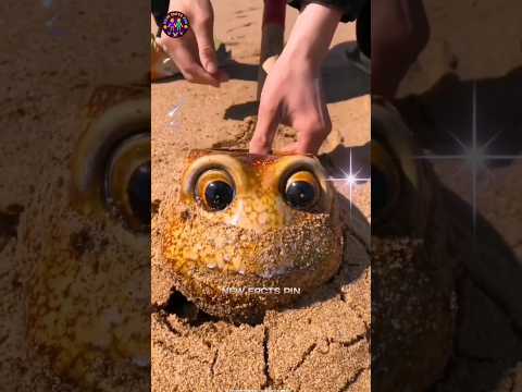 Octopus hiding in the sand π±π #octopus #sealife #sea #shortsvideo #beachdiscovery #shorts