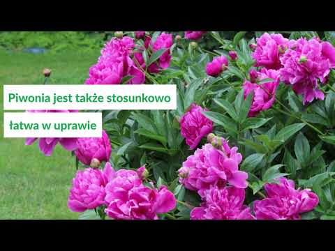 Piwonia - nie tylko piękna, ale i LECZNICZA