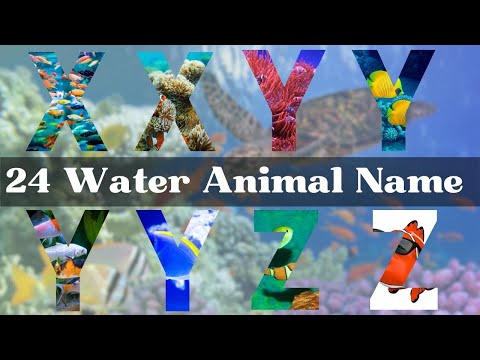 24 Water Animal names start with Letter "X, Y & Z" | Water Animal Vocabulary -Part 22 | Sea Animals