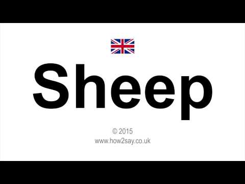 How to pronounce Sheep in UK, British English