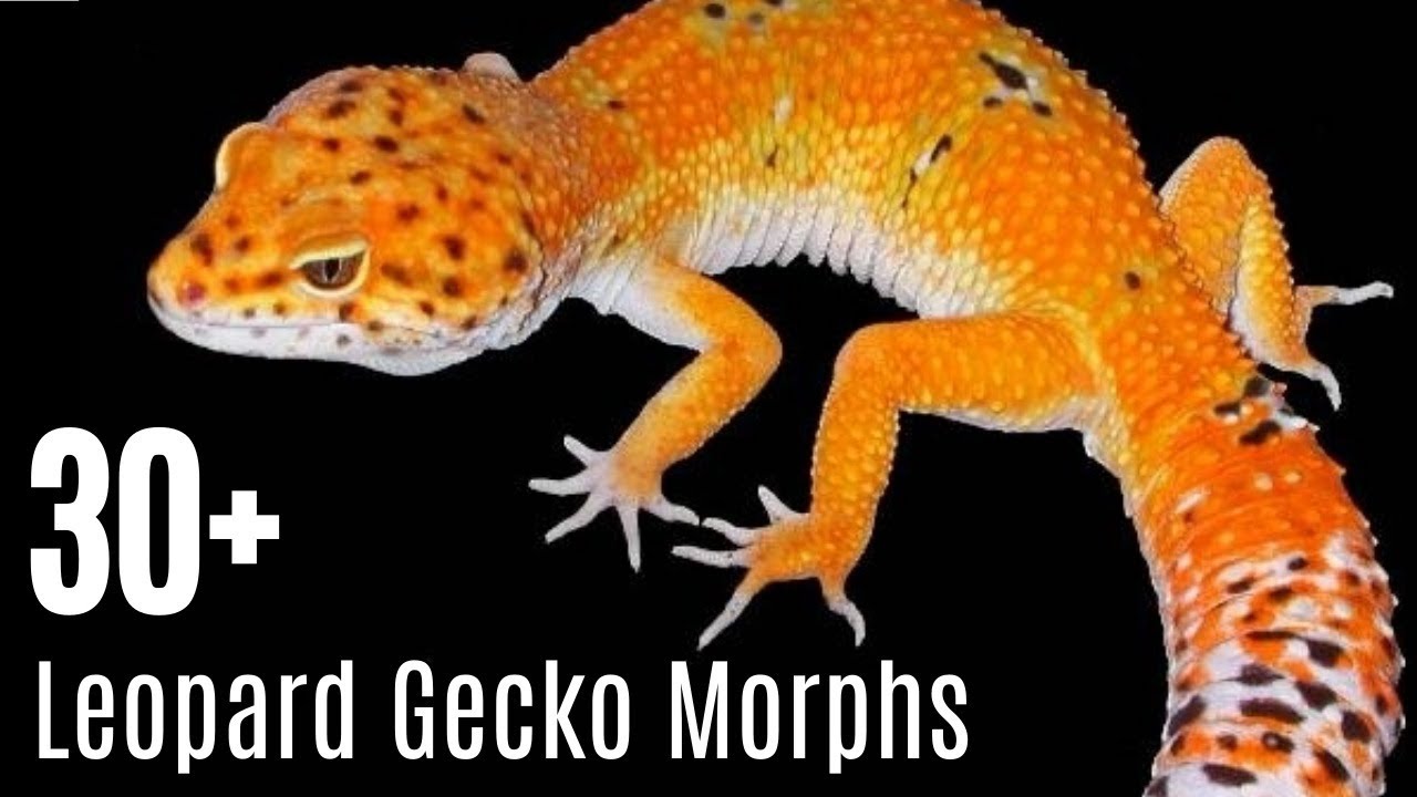 Leopard Gecko Morphs