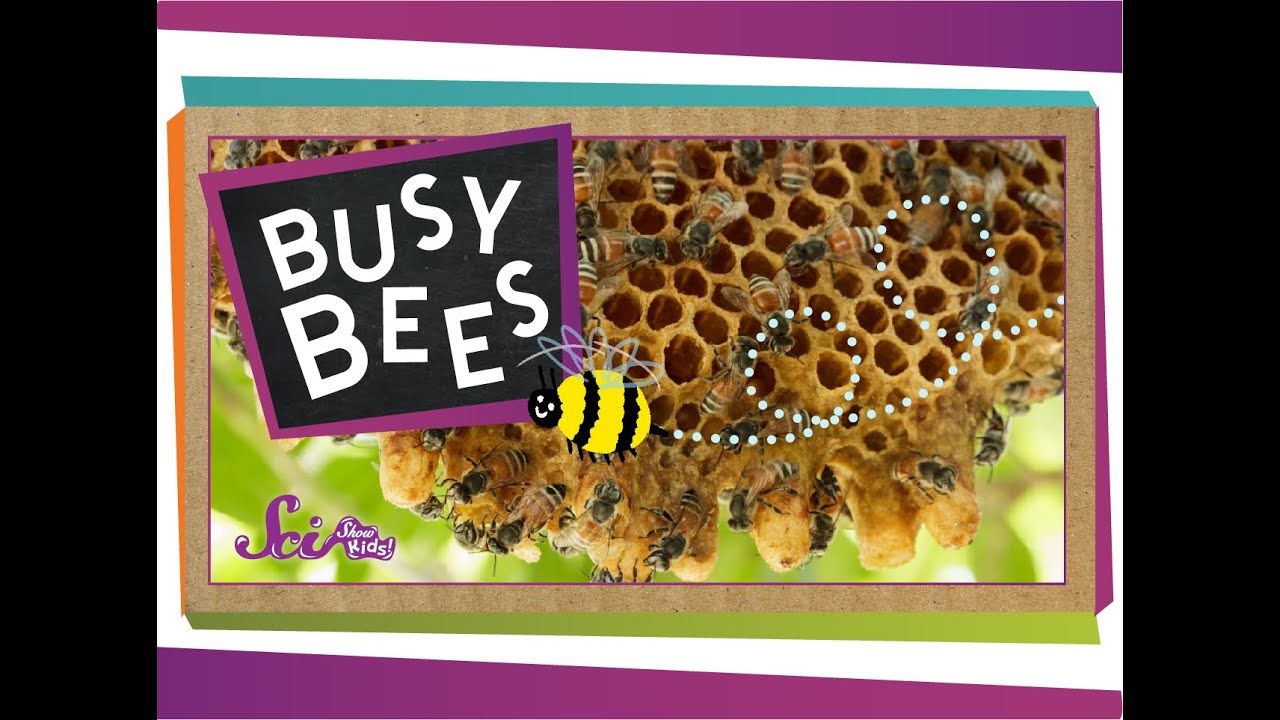 Busy Bees! | Bumblebees and Honeybees | Amazing Animals | SciShow Kids