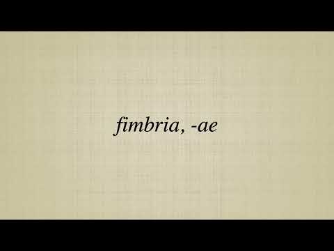 fimbria, ae