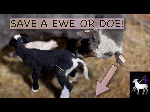 Pregnancy Toxemia and Milk Fever in Sheep and Goats