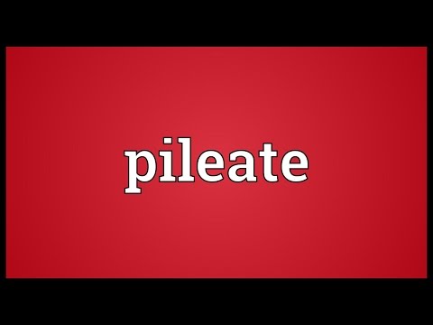 Pileate Meaning
