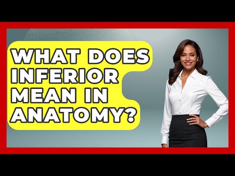 What Does Inferior Mean In Anatomy? - Biology For Everyone