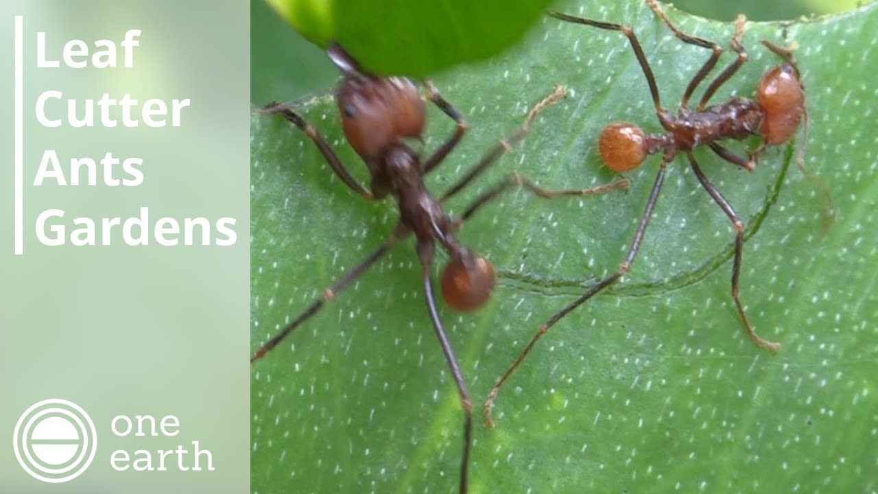 Leafcutter Ants' Caste System and Fungal Gardens | One Earth