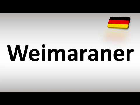 How to Pronounce Weimaraner? (German Dog Breed)