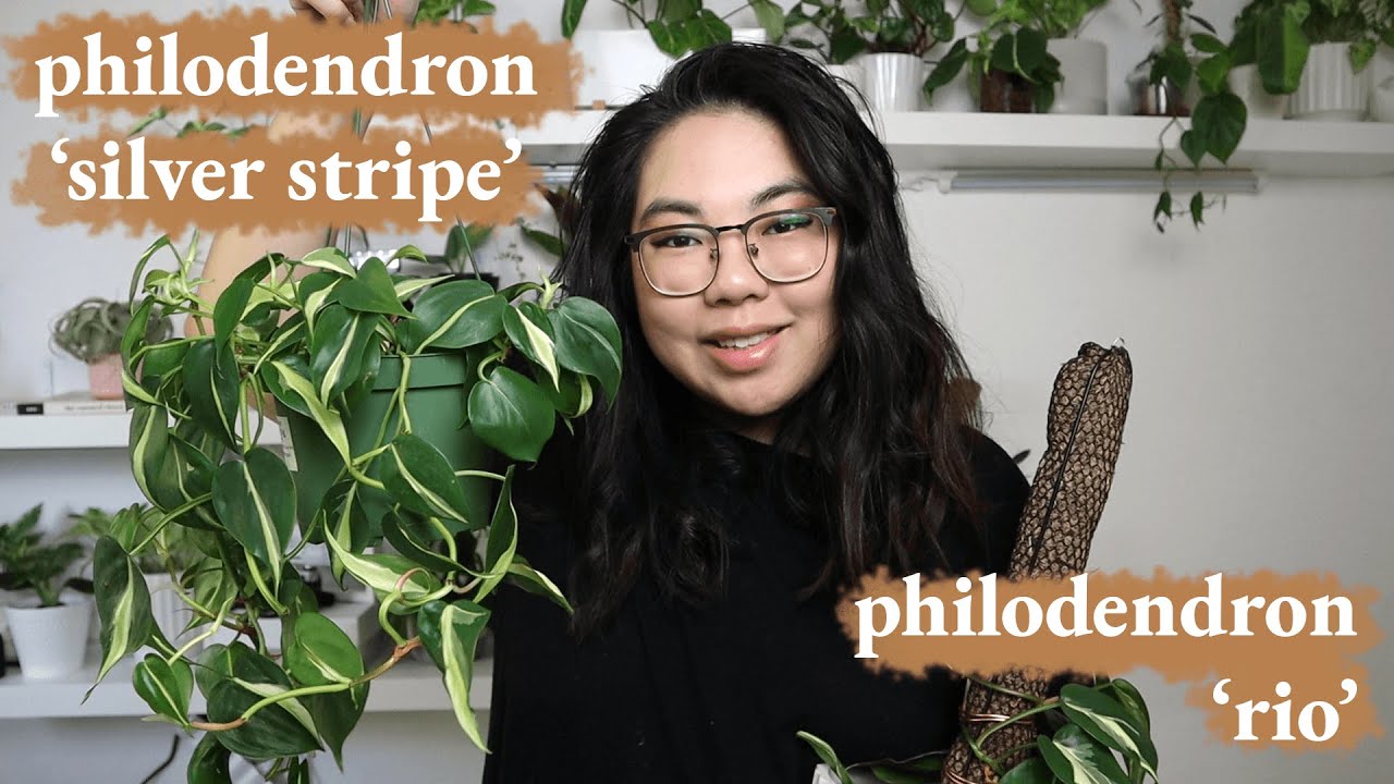 Philodendron Rio vs. Philodendron Silver Stripe vs. Philodendron Cream Splash - THE DIFFERENCE!