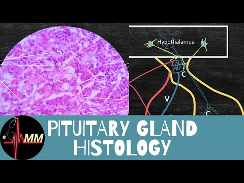Learn Pituitary Gland Histology in 10 min | Med Madness