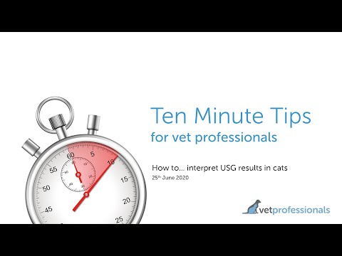 How to… interpret USG results in cats – 25th June 2020