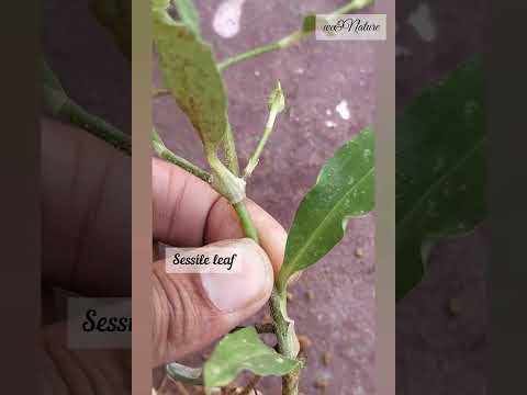 Plant for Herbarium_22( Commelina diffusa) @we&Nature6640 #Sonialugaria #weandnature