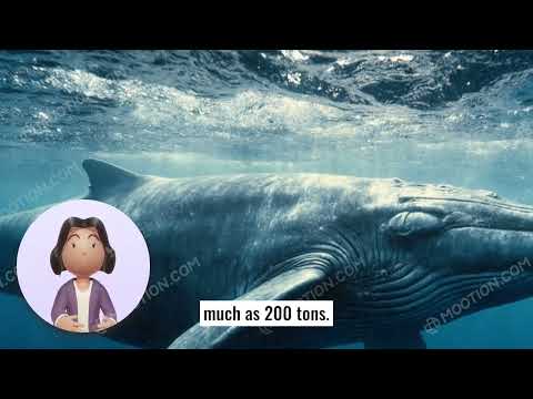 Largest Animal in the world