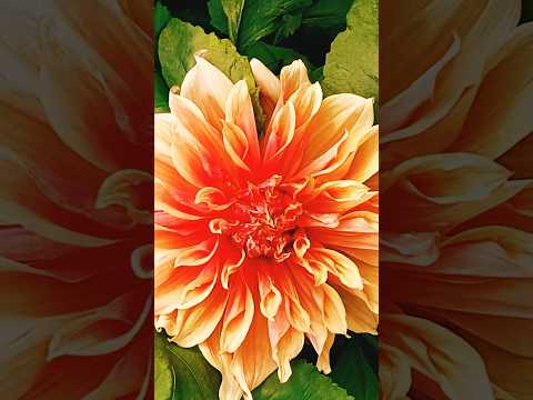Orange Dahlia flower #music