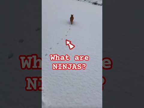 Why do cat footprints always form a single line? #shorts #viralshorts