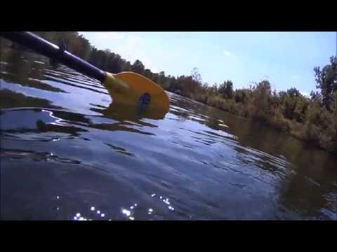 Freshwater Jellyfish School Filmed From Underwater - Caledon, Ontario