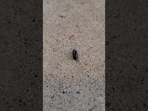 Unstoppable rollie pollie ✌️ EverDave.com