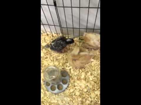 Normal behavior? | BackYard Chickens - Learn How to Raise Chickens