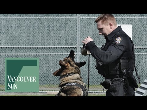 VPD introduces the newest four legged members of the K-9 unit | Vancouver Sun