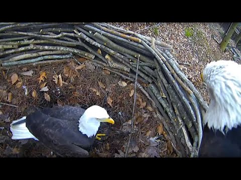 AEF DW GG Eagle Cam 2-2-20: Grant's Guide to Preparing for Eggs