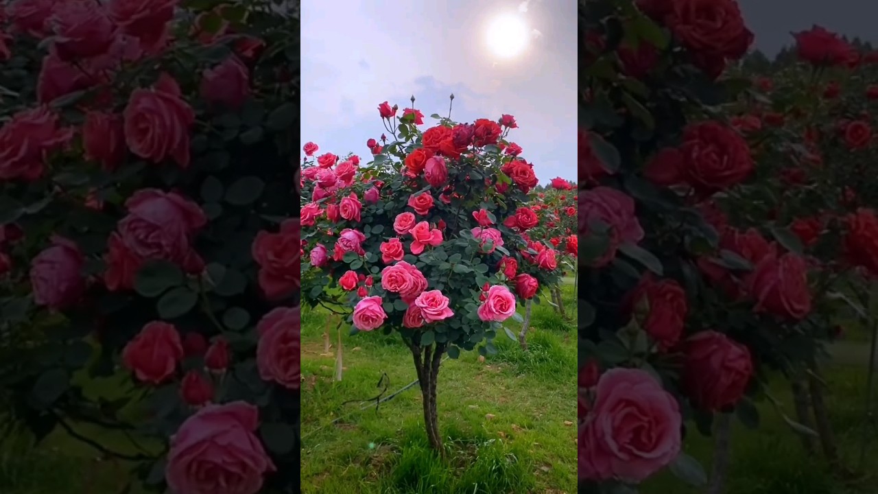 wow.😍 colourful rose flowers. |today flowers.|#rosegarden #satisfying #flowergarden #viral