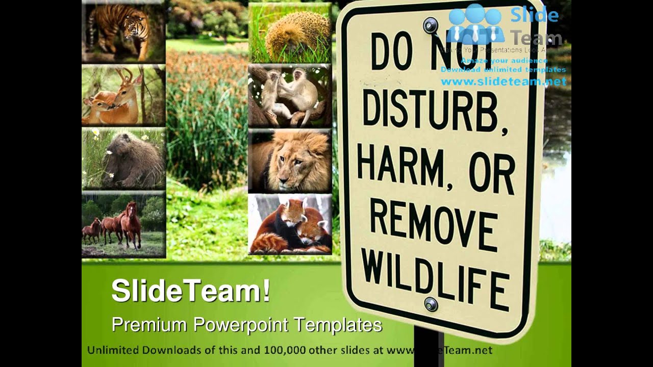 Wild Life Sign Animals PowerPoint Templates Themes And Backgrounds ppt layouts