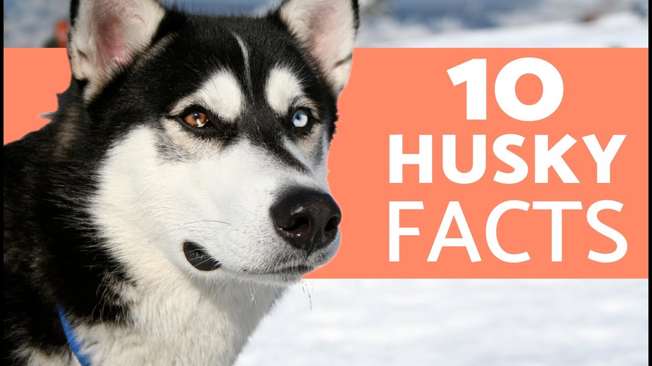 10 Things You Didn’t Know About the Siberian Husky