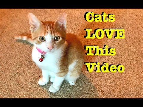 Video For YOUR CAT to Watch ! Entertainment for cats ! Cat TV !