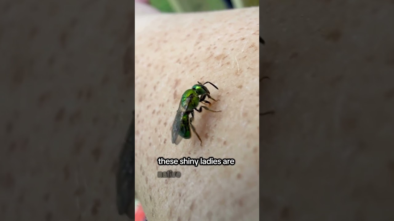 Ever seen a flying gemstone? Meet the Pure Green Sweat Bee (Agapostemon spp.) #NativeBees
