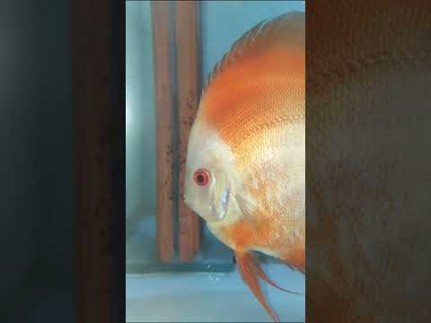 Discus Fish - Wholesale Price & Mandi Rate for Symphysodon ...