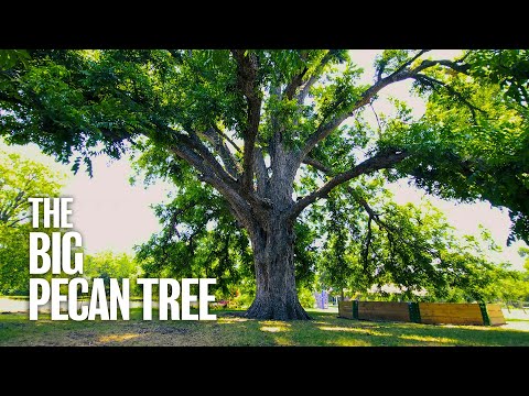 The Big Pecan Tree