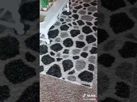 This dog speaks Spanish!
